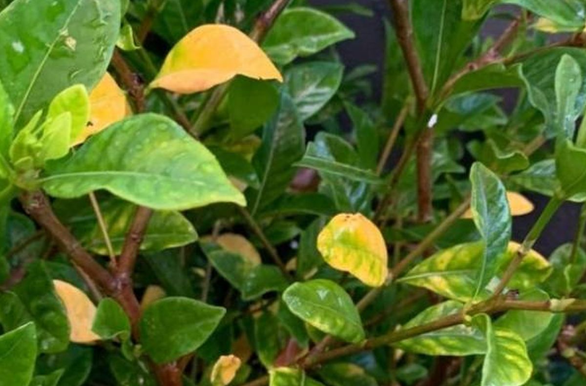Why are your gardenia leaves turning yellow ? expert tips to revive ...