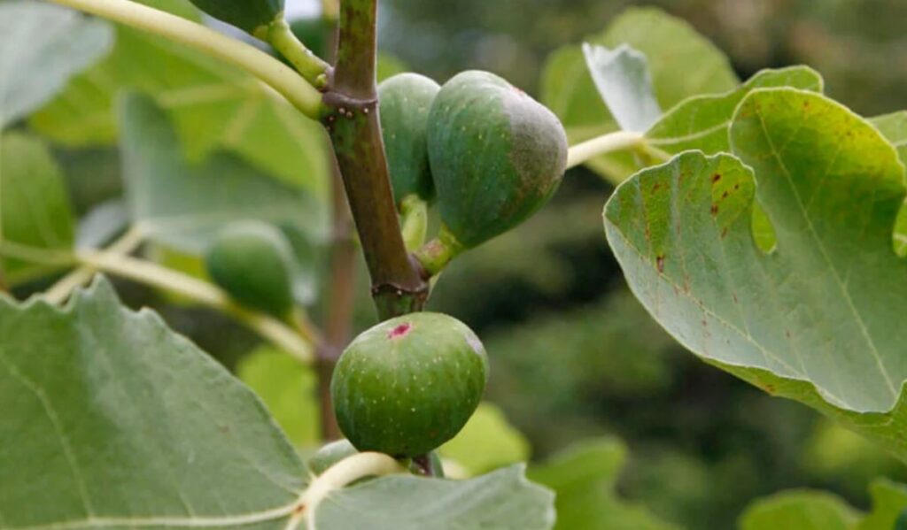 How to care for a fig tree for bountiful fig harvests - Vegetable Garden