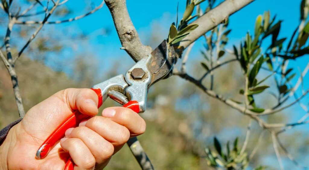 Olive tree pruning : effective techniques and optimal timing for ...