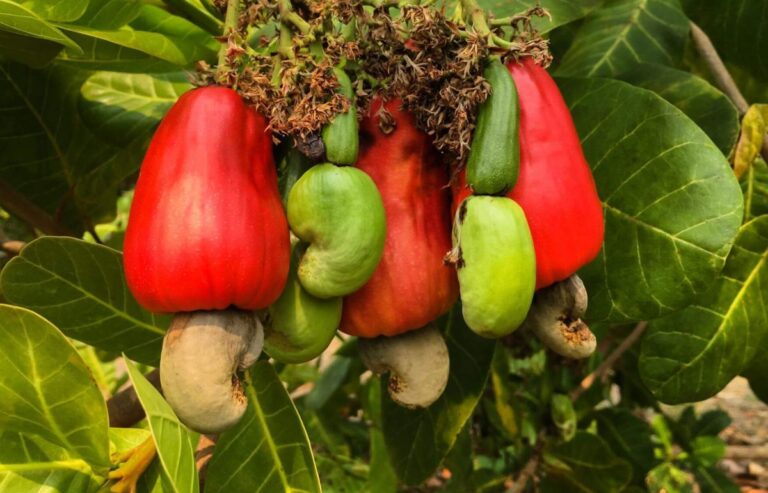 how to grow cashew tree from seed : a step-by-step guide to growing from seed - Vegetable Garden