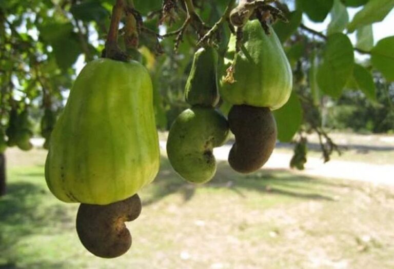 how to grow cashew tree from seed : a step-by-step guide to growing from seed - Vegetable Garden