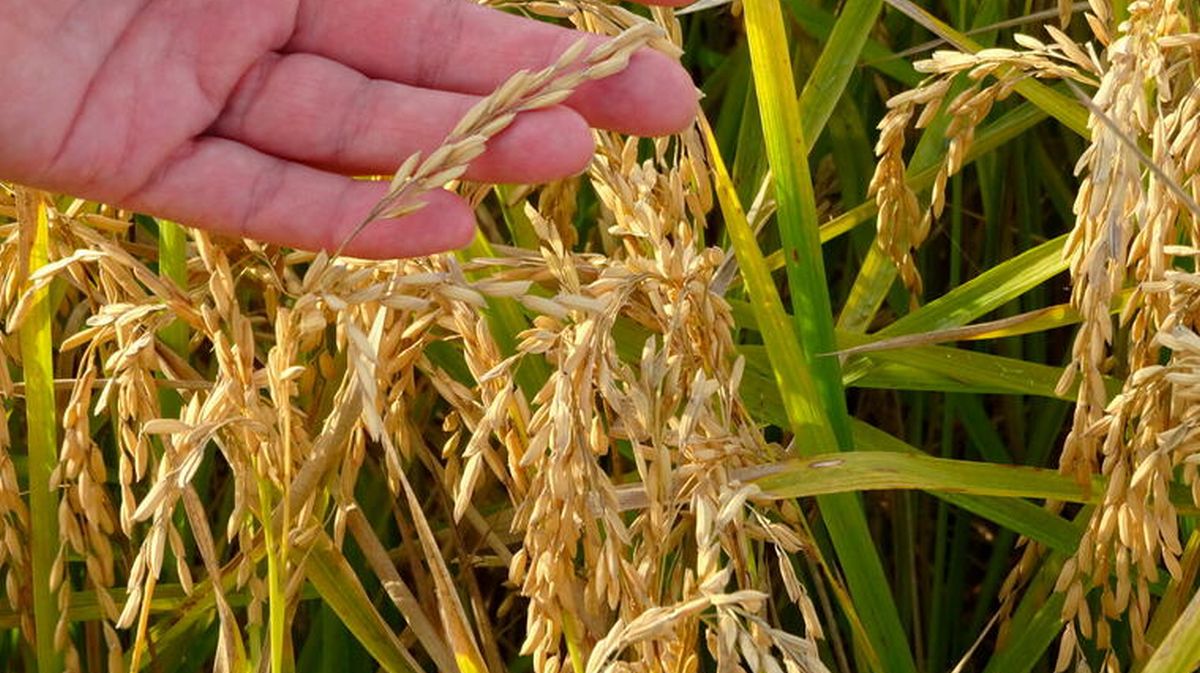 How to grow rice : best practices for maximizing yield and ...