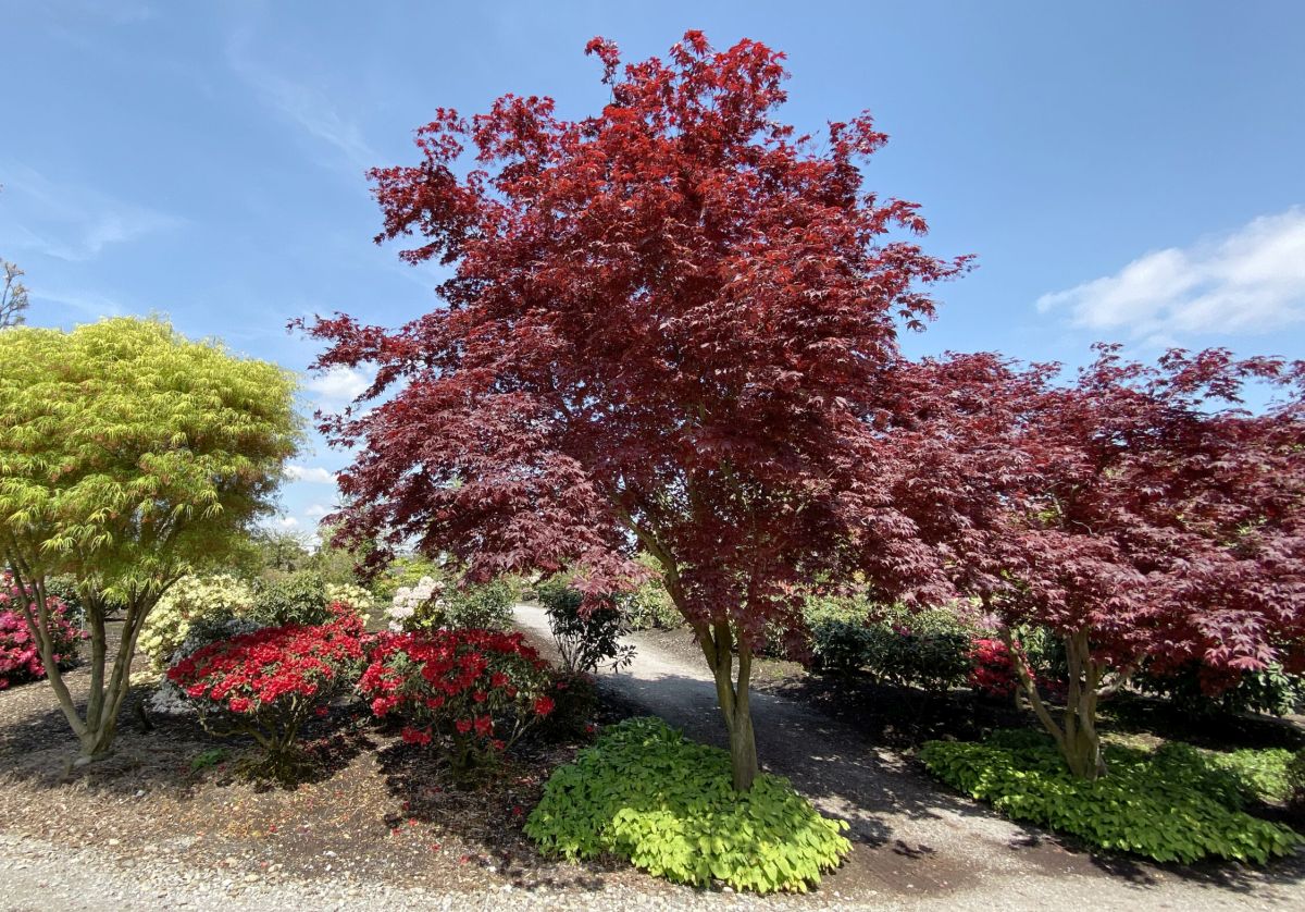 Grow japanese maple tree : essential tips for thriving growth and care ...